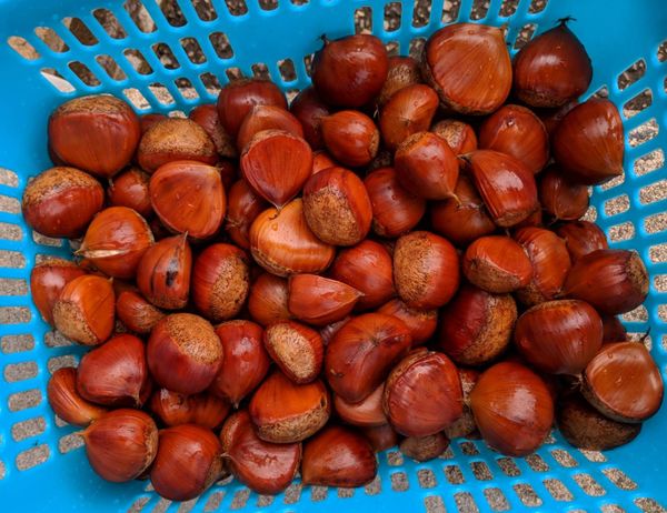 Japanese candied chestnuts recipe—Shibukawa-ni